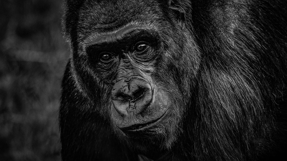 ape.tax